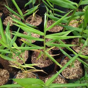 Jual Bangle Bengle Tanaman Bangle Panglai siap tanam - Kab. Sleman ...