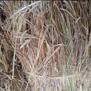 Jual Jerami Padi kering 1 kg - Jakarta Selatan - Rahayu_Storee011 ...