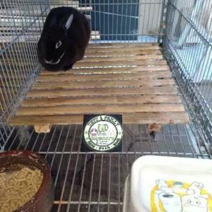 Jual Promo alas kandang bambu footrest 30x40 kandang ayam bambu ...