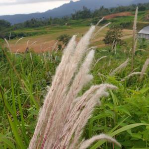 Jual paket 10 bunga alang alang asli bukan kembang alangalang plastik ...