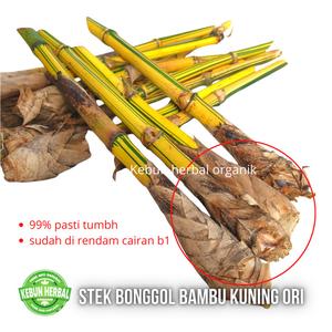 Jual Bibit tanaman bambu kuning asli terbaru dan bergaransi / stek ...