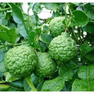 Jual TANAMAN BIBIT BENIH POHON JERUK PURUT BERBUAH POHON JERU dursla ...