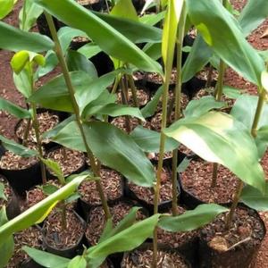 Jual Pohon lempuyang tanaman herbal bibit pohon lempuyang - Kab ...
