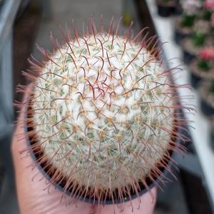 Jual mammillaria bombycina exgraft KAKTUS SUKULEN|TANAMAN HIAS - Kab ...