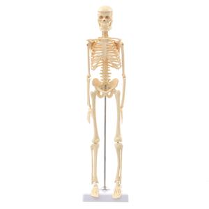 Jual "EL" Mini Detachable Human Skeleton Bone Model Removable Arms ...