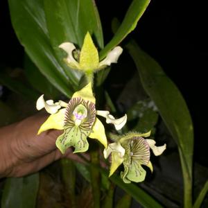 Jual Anggrek spesies Dendrobium macrophyllum Anggrek jambrut kaulistiwa ...