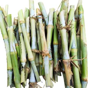 Jual Jual Bibit rumput pakchong / pakcong - Jakarta Selatan - The Best ...