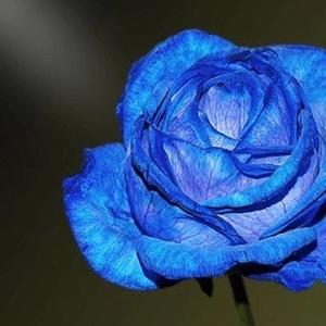 Jual Obral Tanaman hias pohon bibit Bunga Mawar Biru - Tanaman Hidup ...