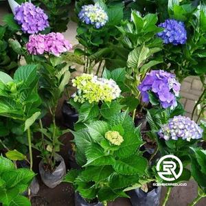 Jual Bibit Bunga Panca Warna Hortensia | Sudah Berbunga - Jakarta ...