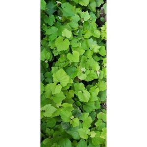 Jual anggur isabella batang jumbo - Kota Surabaya - IRM OFFICIAL ...