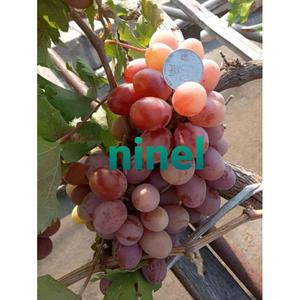 Jual Anggur import Varietas Ninel berry besar - Kota Surabaya - IRM ...