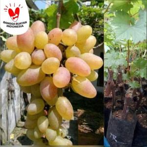 Jual Bibit Anggur Transfiguration - Anggur Trans -Transfigurasi ...