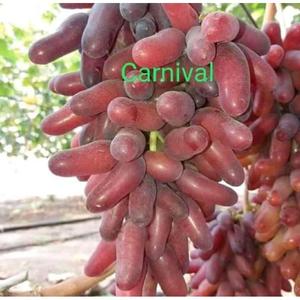 Jual Anggur Varietas Carnival/ crv (merah lonjong) - Kota Surabaya ...
