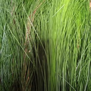 Jual daun pinus segar 500 gram - Kota Tangerang Selatan - Firman_Green ...