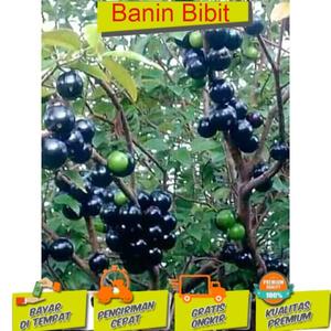 Jual Ready Bibit Buah Anggur Brazil Jenis Preco - Kota Bogor - Store ...