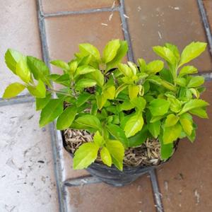 Jual Tanaman Hias Penitian Pangkas Kuning Pagar Hidup - bunga taman ...