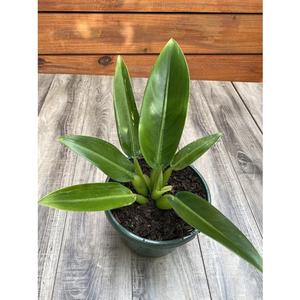 Jual Philodendron martianus philodendron katak - tanaman philo katak ...