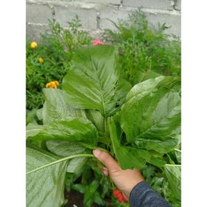 Jual YY Benih biji bayam potong lokal daun lebar bayam untuk kripik ...