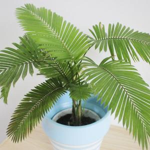 Jual Tanaman Hias Palem Paris atau rotan mini - Kota Batu - Almira ...