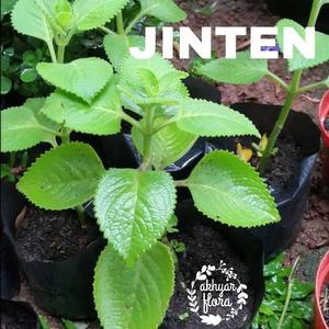 Jual Tanaman Herbal Jintan Putih Jinten Obat Sakit Jantung - Kab. Bogor ...
