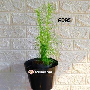 Jual Adas Elegant Feather Dill Adas Hutan Tanaman Pagar - Kota Depok ...