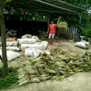 Jual Tanam Rumput Vetiver Bibit Akar Wangi Tanaman Penahan Erosi ...