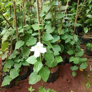 Jual Tanaman rambat bunga tunbergia - bibit pohon rambat bunga ...