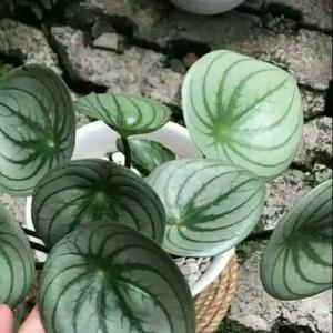 Jual Paket 2 Tanaman hias Calathea makoyana dan Tanaman hias watermelon ...