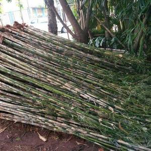 Jual Tanaman Hias Bambu Jepang - Bibit Pohon Bambu Jepang Tanaman Pager ...