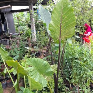 Jual Tanaman Hias Sente Hitam// Daun sente hitam 1meter - Kota Depok ...