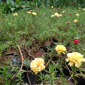 Jual Tanaman sutra bombay / bunga Portulaca Grandiflora / tanaman ...