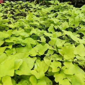 Jual Tanaman hias ubi kuning - tanaman rambat - tanaman gantung - Kab ...