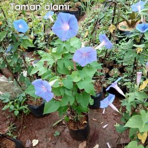 Jual tanaman hias morning glory- pohon rambat - tanaman pot gantung ...