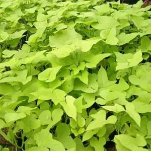 Jual Tanaman hias ubi kuning rambat - ubi kunig hias - Kab. Bogor ...