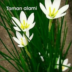 Jual tanaman hias bunga lili hujan - pohon bunga lili rain - Kab. Bogor ...