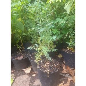 Jual Tanaman Inggu ingu obat herbal - tanaman cao cao - Kota Semarang ...