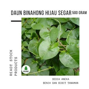 Jual Daun Binahong Hijau Segar 500 gram Basah Fresh Obat Herbal ...