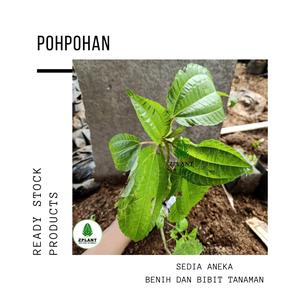 Jual Bibit Pohpohan - Daun Pohpohan - Tanaman Herbal - Kab. Bogor ...
