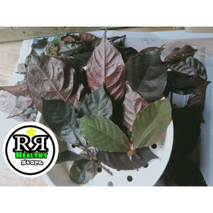 Jual PROMO daun handeleum daun ungu segar - Kab. Pangandaran - TIRTA ...