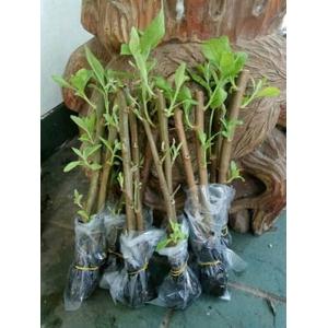 Jual Stek Batang Daun Insulin Untuk Ditanam Pohon Insulin - Kab. Bekasi ...