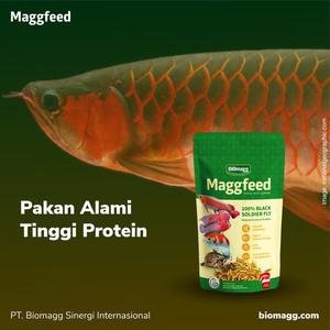 Jual Maggfeed Maggot Pro 100gr ikan hias arwana koi louhan predator ...