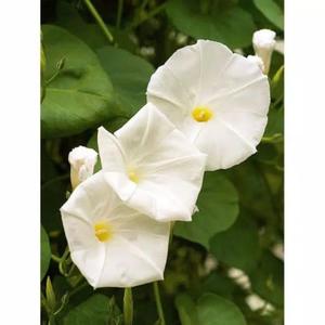 Jual Benih/Biji Moon Flower White Bunga Morning Glory Putih Kembang ...