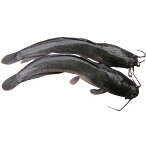 Jual Ikan Lele Segar - 500 gr - Jakarta Utara - SAYURAN SEGAR BANG JALI ...