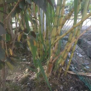 Jual BIBIT STEK TEBU KUNING MANIS - Kab. Bandung - herbal store asli ...