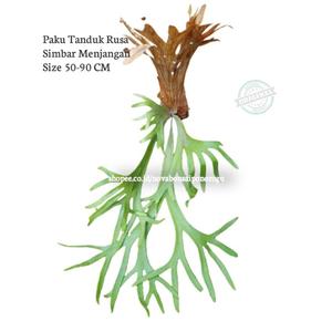 Jual ZZ simbar tanduk rusa/ paku tanaman /simbar menjangan - Kota ...