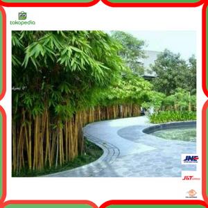 Jual Pohon Bambu panda kuning - pohon bambu kuning - ukuran 100cm ...