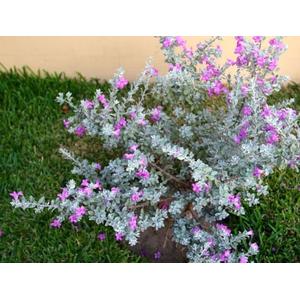 Jual Tanaman Hias Texas Ranger Sage Atau Leucophyllum Frutescens - Kab ...