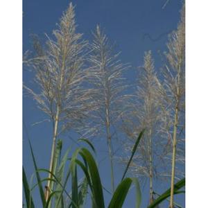 Jual BUNGA TEBU KERING - Kota Surabaya - indah ayuningrum | Tokopedia