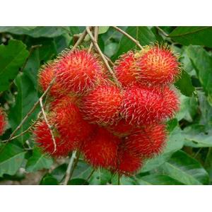 Jual Benih Biji Rambutan Si Nyonya 1kg - Kab. Banyuwangi - AghaDavanka ...
