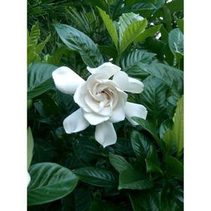 Jual Tanaman Hias Bunga Melati Kaca Piring - Jempiring darlda 8643gm ...